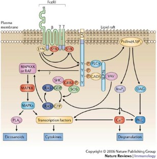 Integrated signalling pathways for mast-cell activation | Nature ...