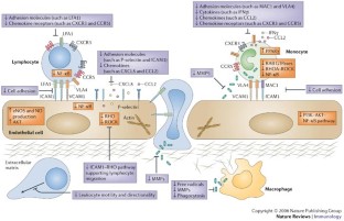 Statin therapy and autoimmune disease: from protein prenylation to ...