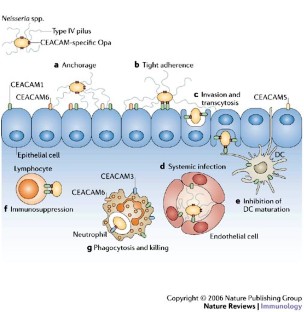 CEACAM1: contact-dependent control of immunity | Nature Reviews Immunology