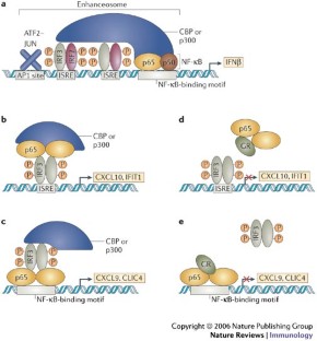 IRFs: master regulators of signalling by Toll-like receptors and ...