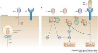Balancing co-stimulation and inhibition with BTLA and HVEM | Nature ...