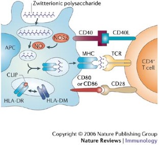 The love–hate relationship between bacterial polysaccharides and the ...