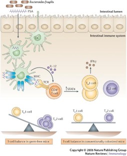 The love–hate relationship between bacterial polysaccharides and the ...