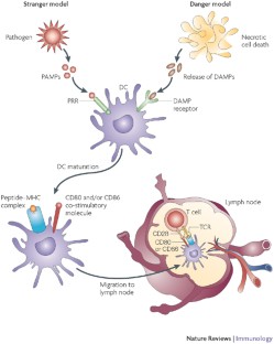 How dying cells alert the immune system to danger | Nature Reviews ...