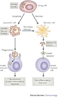 How dying cells alert the immune system to danger | Nature Reviews ...