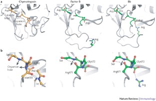 Complement driven by conformational changes | Nature Reviews Immunology