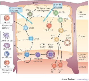Launching the T-cell-lineage developmental programme | Nature Reviews ...