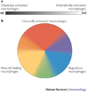 Exploring the full spectrum of macrophage activation | Nature Reviews ...