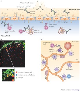 The who, how and where of antigen presentation to B cells | Nature ...