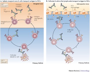 The who, how and where of antigen presentation to B cells | Nature ...