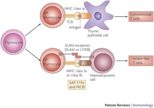 SLAM receptors and SAP influence lymphocyte interactions, development ...