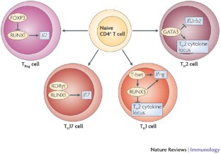 RUNX proteins in transcription factor networks that regulate T-cell lineage choice | Nature ...