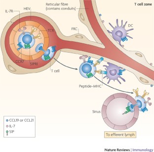 Naive T cell homeostasis: from awareness of space to a sense of place ...