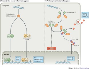 Intracellular DNA recognition | Nature Reviews Immunology