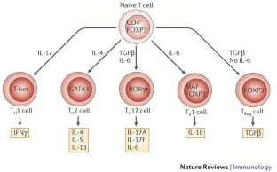 Immune adaptations that maintain homeostasis with the intestinal ...