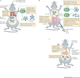 The double life of a B-1 cell: self-reactivity selects for protective ...