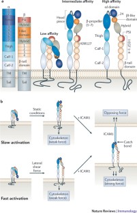 The insider's guide to leukocyte integrin signalling and function ...