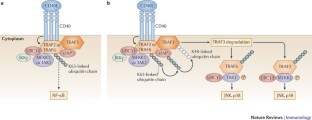 Expanding TRAF function: TRAF3 as a tri-faced immune regulator | Nature ...