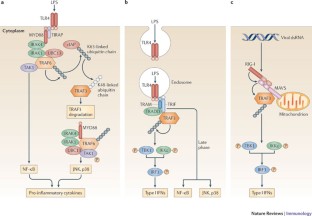 Expanding TRAF function: TRAF3 as a tri-faced immune regulator | Nature ...