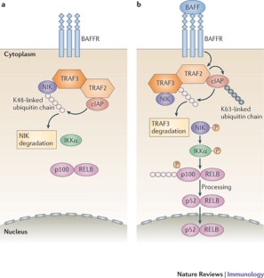 Expanding TRAF function: TRAF3 as a tri-faced immune regulator | Nature ...