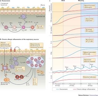 The impact of perinatal immune development on mucosal homeostasis and ...