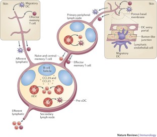 HEVs, lymphatics and homeostatic immune cell trafficking in lymph nodes | Nature Reviews Immunology