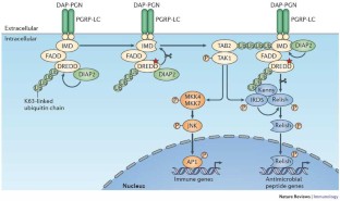 The role of the IAP E3 ubiquitin ligases in regulating pattern ...