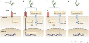Effector-triggered versus pattern-triggered immunity: how animals sense ...