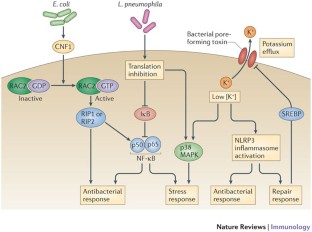 Effector-triggered versus pattern-triggered immunity: how animals sense ...