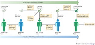 Effector-triggered versus pattern-triggered immunity: how animals sense ...