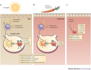 The integration of T cell migration, differentiation and function ...