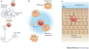 The integration of T cell migration, differentiation and function ...