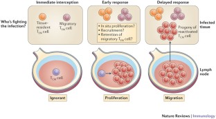 The integration of T cell migration, differentiation and function ...