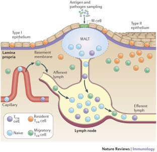 The integration of T cell migration, differentiation and function ...