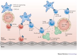Orchestrating B cell lymphopoiesis through interplay of IL-7 receptor ...