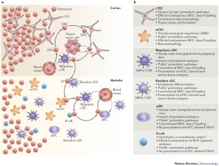 Positive and negative selection of the T cell repertoire: what ...