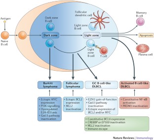 Germinal centres and B cell lymphomagenesis | Nature Reviews Immunology