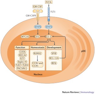 The multifaceted biology of plasmacytoid dendritic cells | Nature ...
