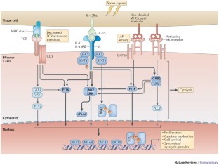 IL-15 functions as a danger signal to regulate tissue-resident T cells ...
