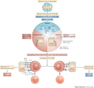 IL-15 functions as a danger signal to regulate tissue-resident T cells ...