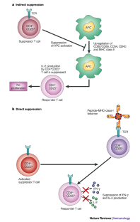 CD4 + CD25 + suppressor T cells: more questions than answers | Nature ...
