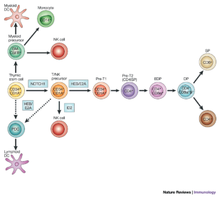 Development of αβ T cells in the human thymus | Nature Reviews Immunology