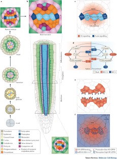 Plant vascular development: from early specification to differentiation ...