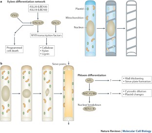 Plant vascular development: from early specification to differentiation ...