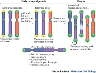 Telomeres in cancer: tumour suppression and genome instability | Nature ...