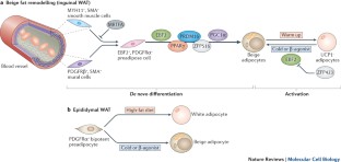 Control of brown and beige fat development | Nature Reviews Molecular ...