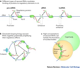 Regulatory feedback from nascent RNA to chromatin and transcription ...