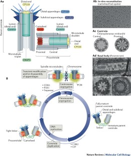 Once and only once: mechanisms of centriole duplication and their ...
