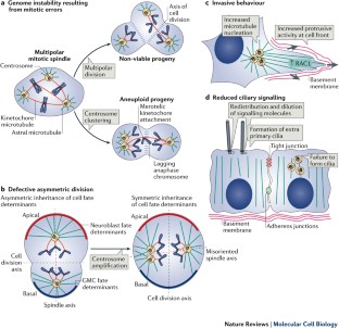 Once and only once: mechanisms of centriole duplication and their ...