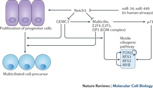 The development and functions of multiciliated epithelia | Nature ...
